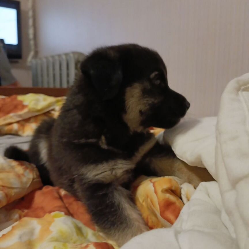 Щенок