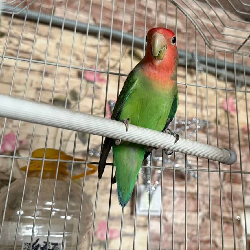 Попугай неразлучники с клеткой