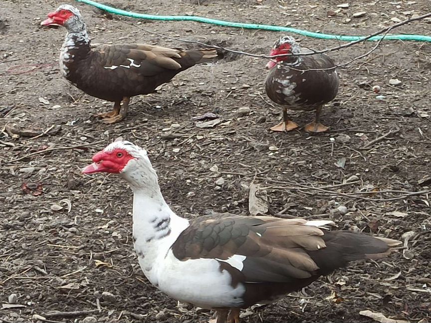 Индоутки "Красный бык"