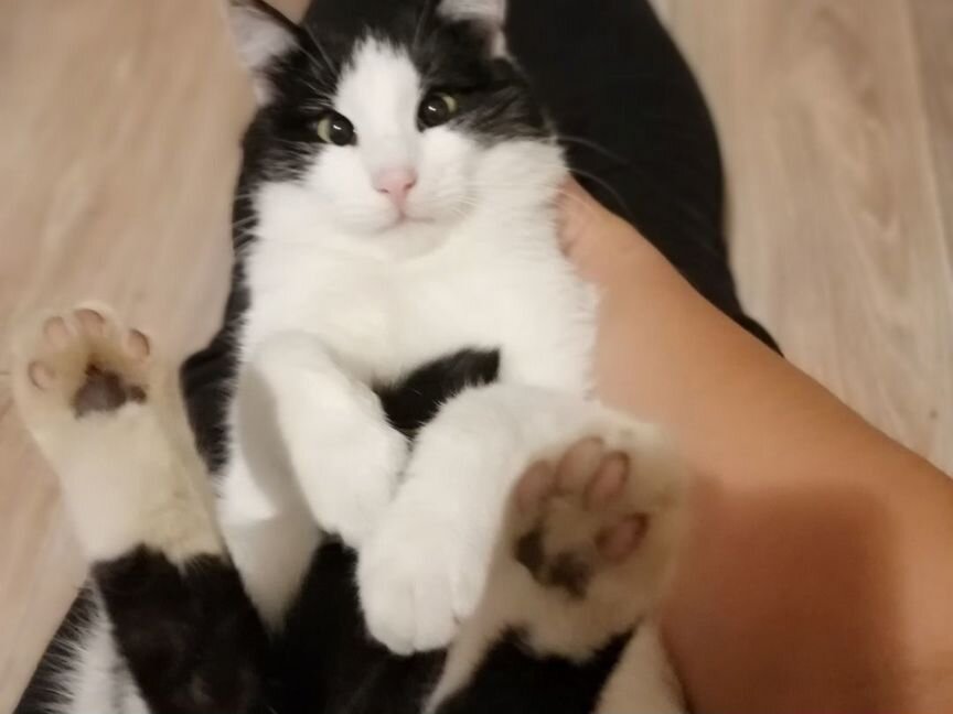 Котята в добрые руки даром