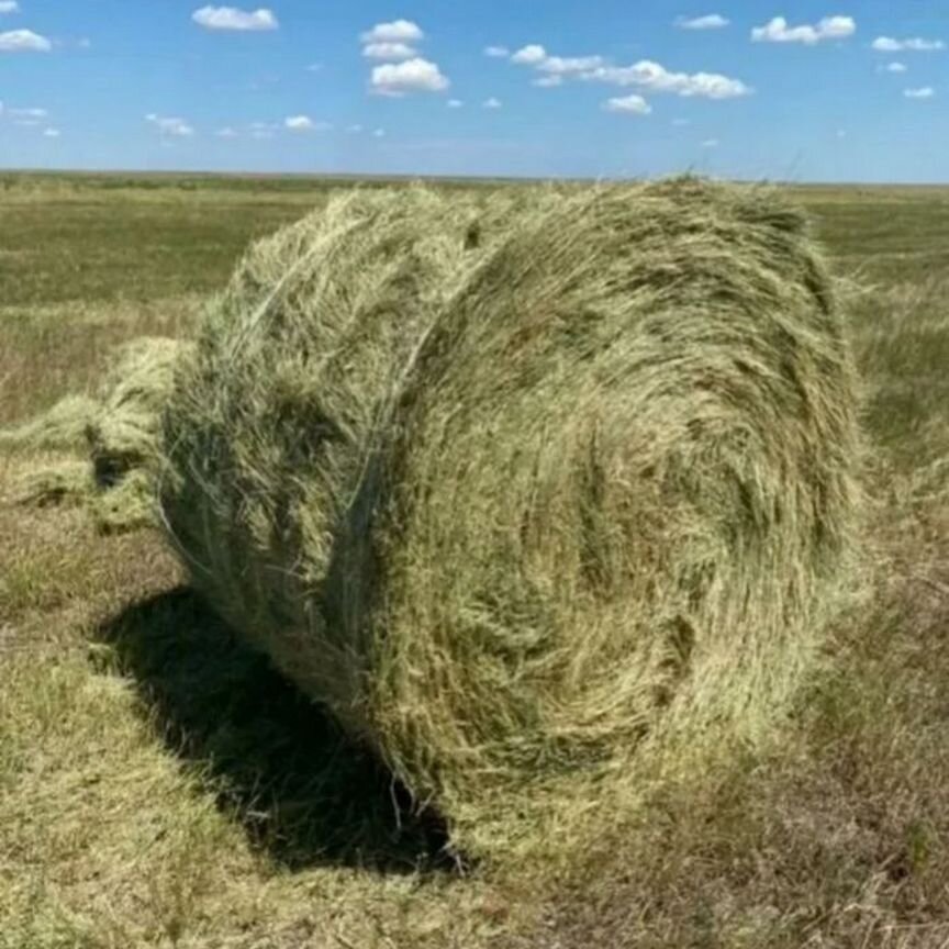 Сено в рулонах