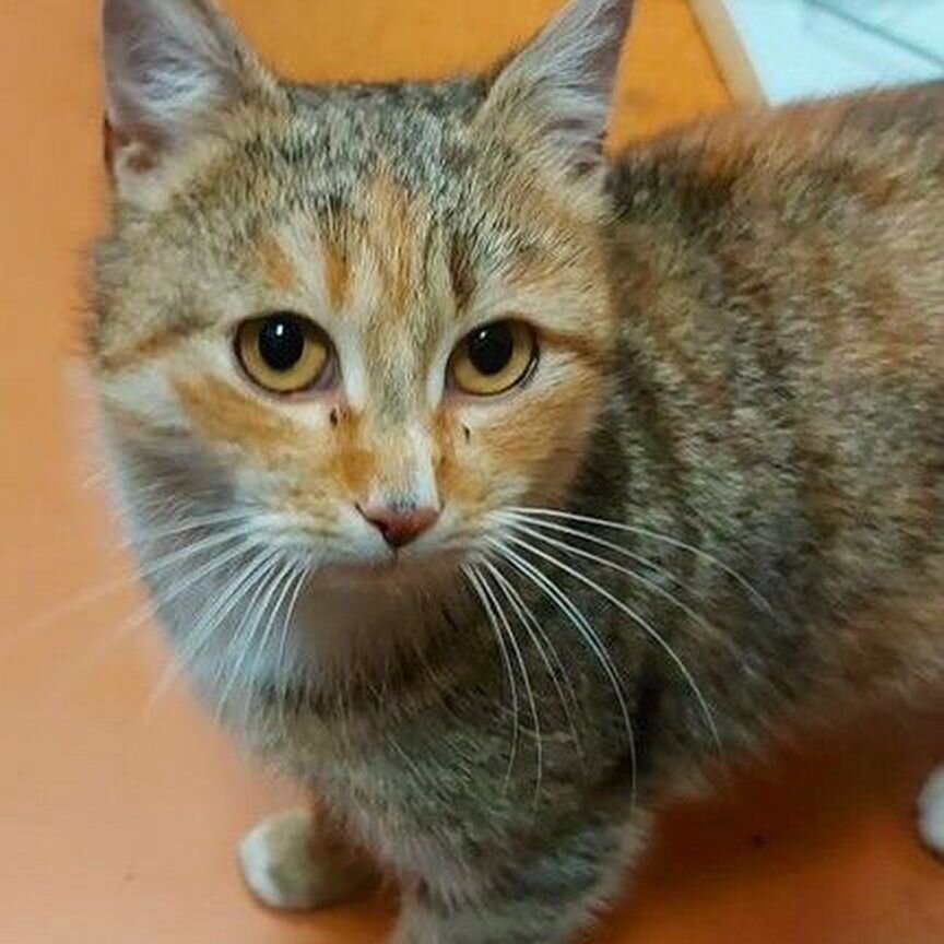 Отдам в хорошие руки бесплатно