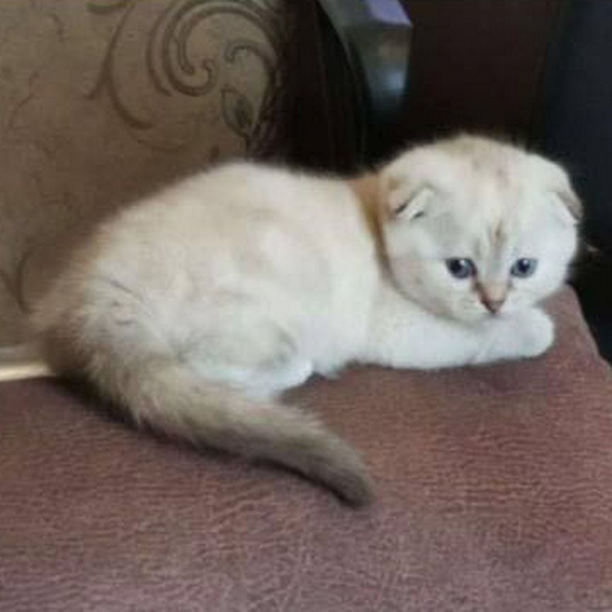 Щотландские котята