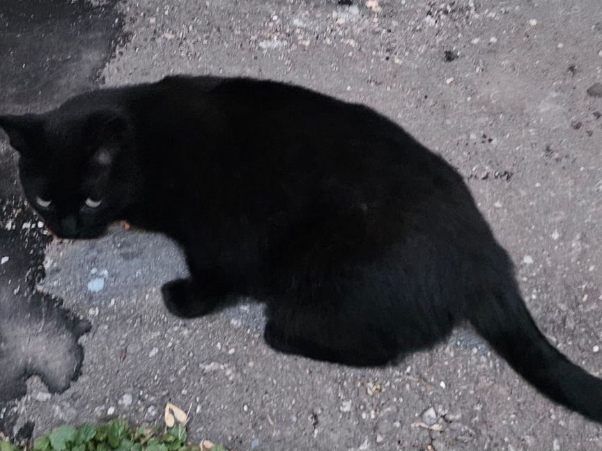 Кошка