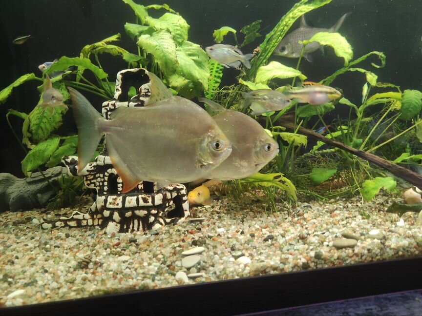 Рыба метиннис