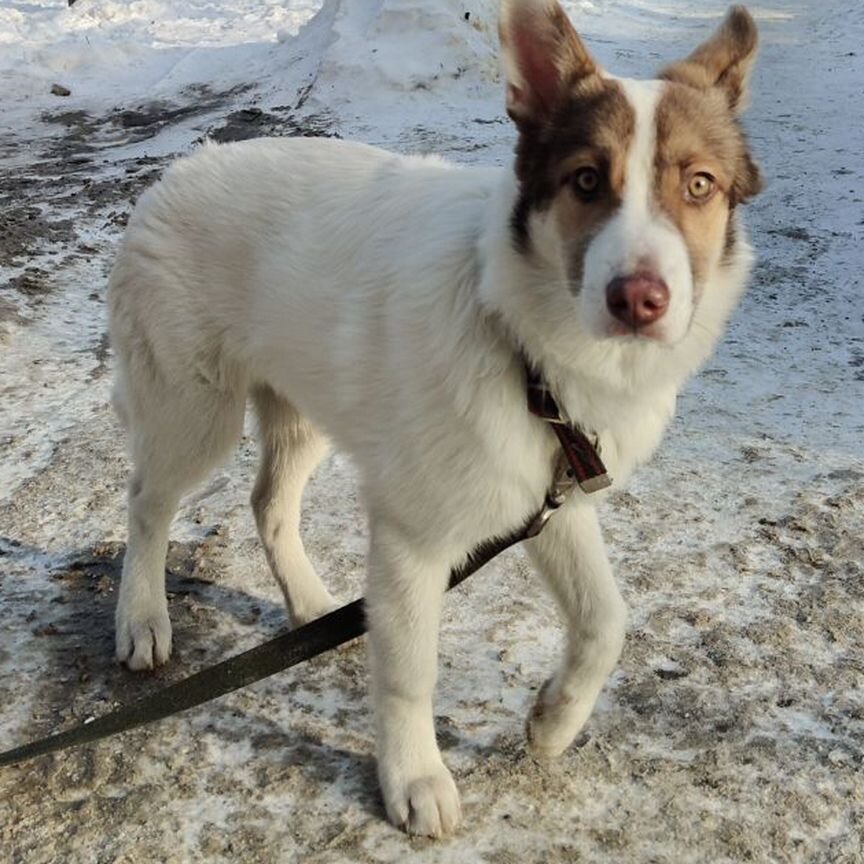 Щенок в добрые руки