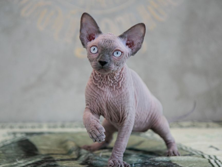 Канадский сфинкс котенок голубая девочка