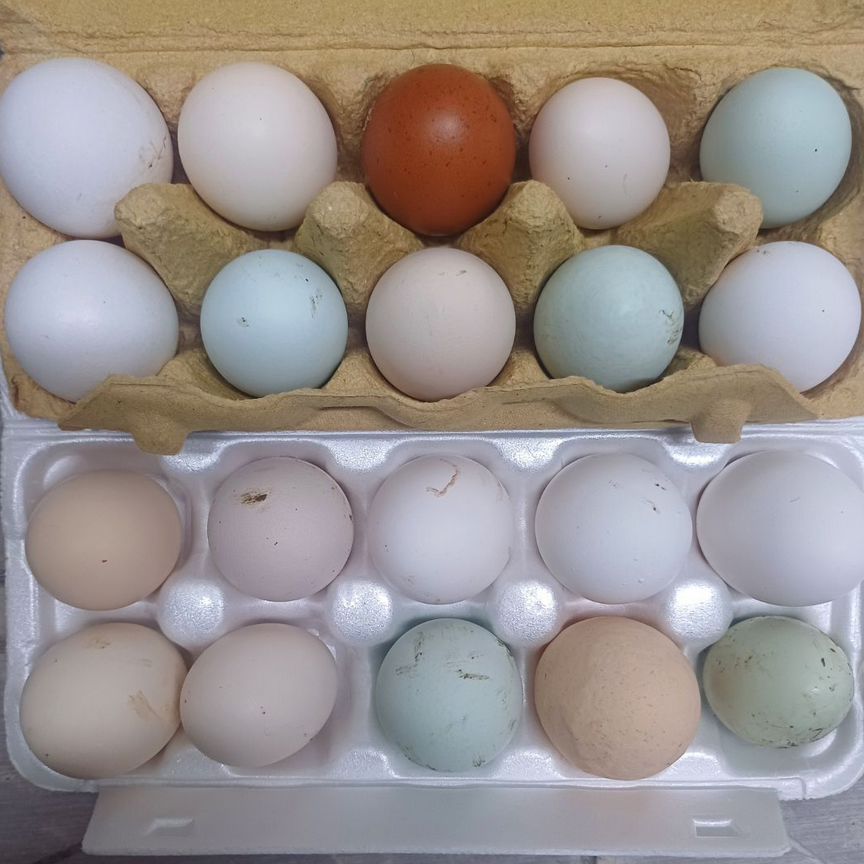 Домашние куриные яйца на инкубацию