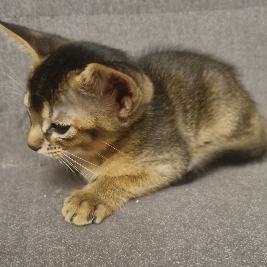 Абиссинский котёнок