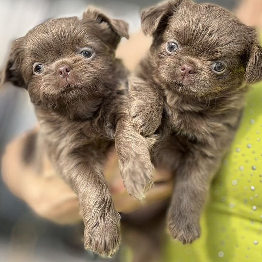 Чихуахуа, щенок