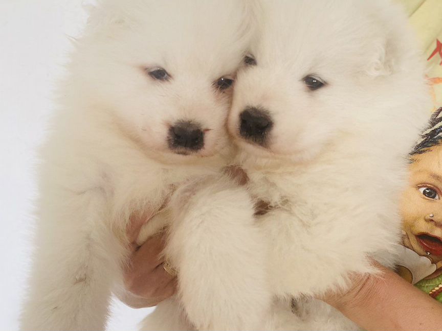 Самоедская лайка