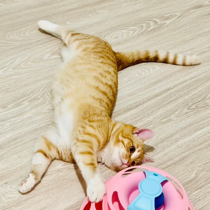 Котик Николя
