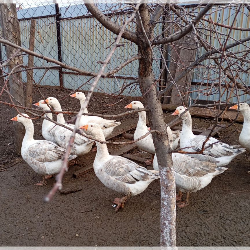 Гусь серый крупный