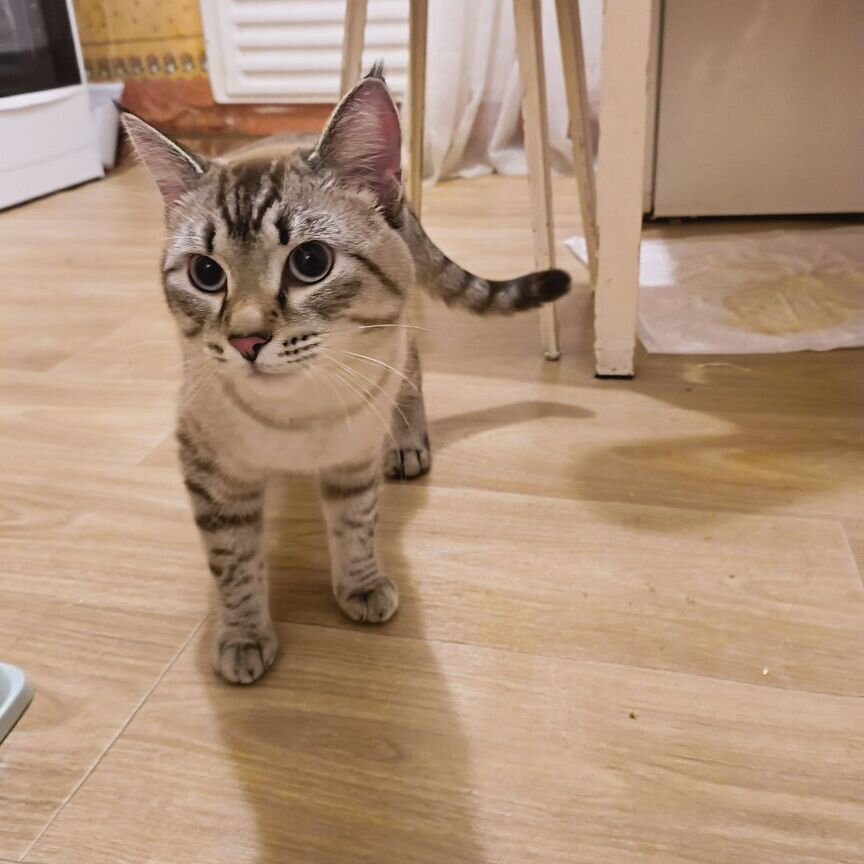 Кот