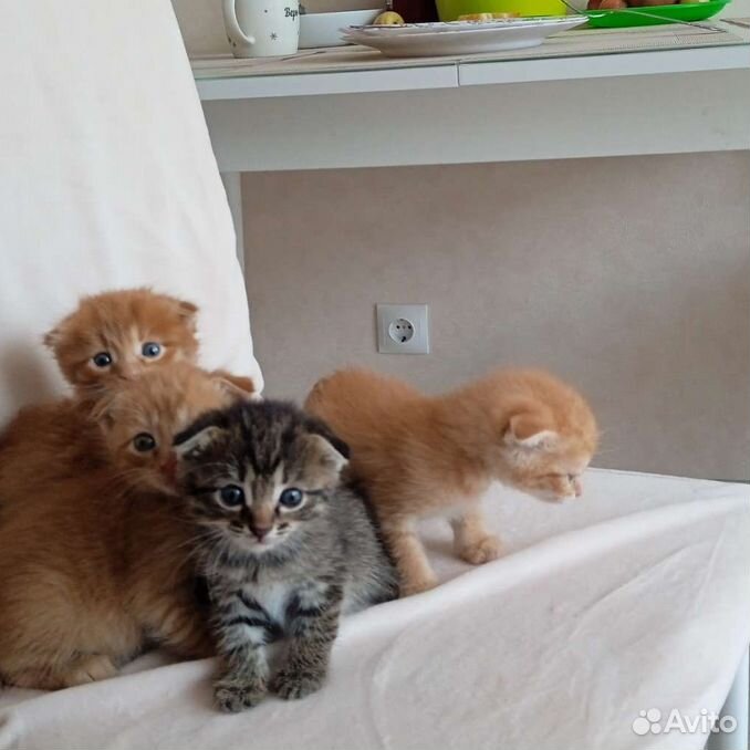 Котята. Цена договорная