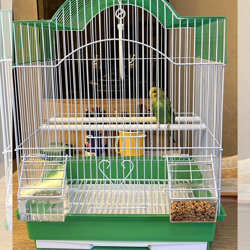 Волнистый попугай с клеткой