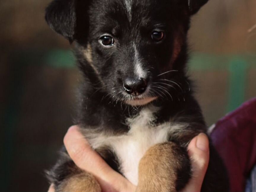 Собака в добрые руки щенок