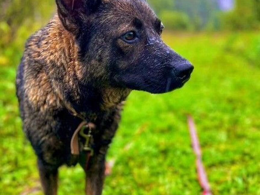 Лотти- милая бывшедомашняя девочка