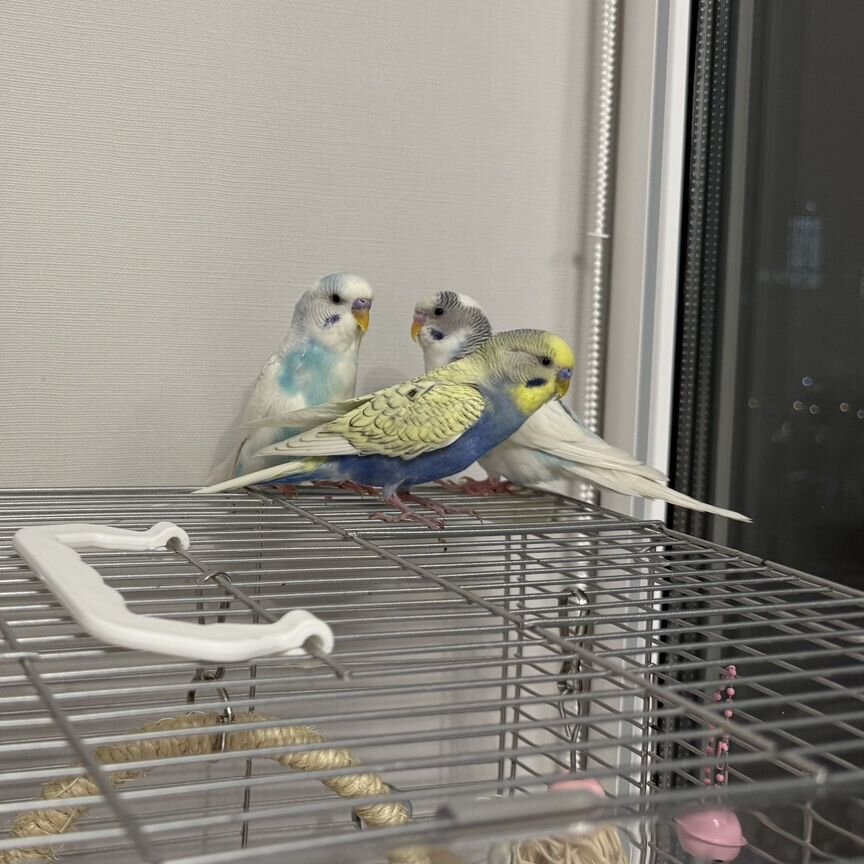 Попугаи волнистые