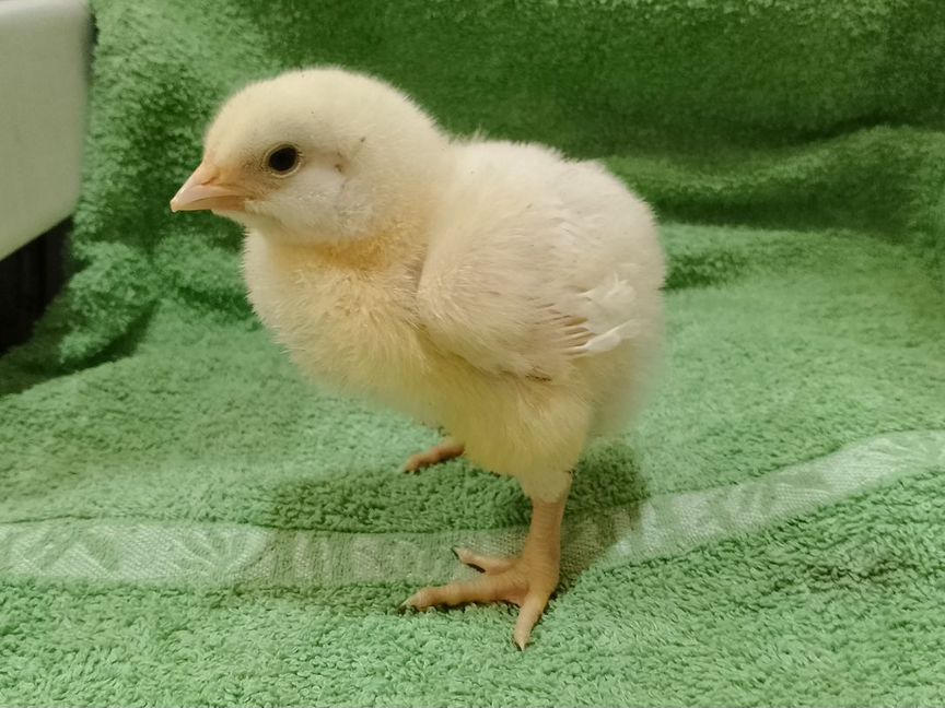 Броллеры Кобб 500.несушка домашняя