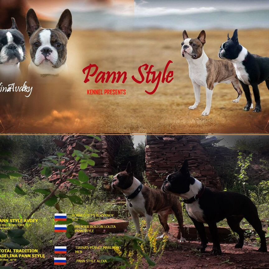 Щенки бостон терьера