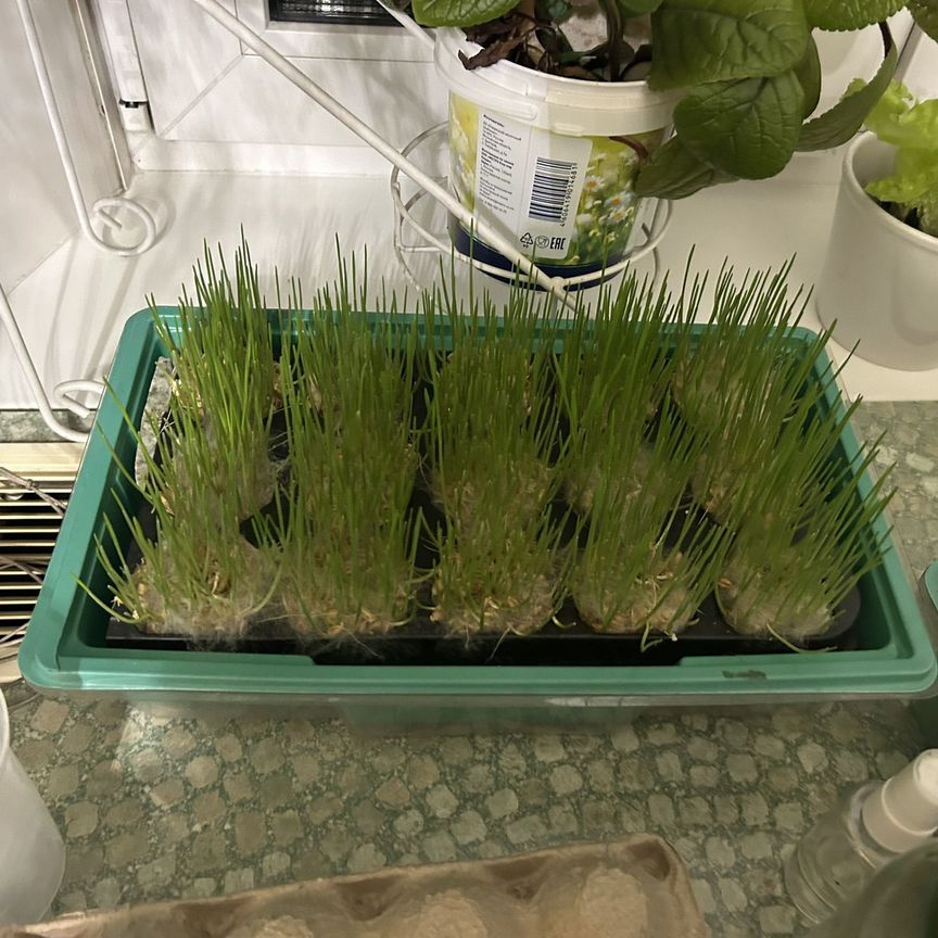 Трава для кошек