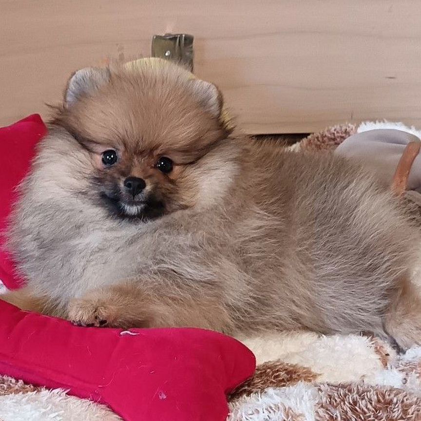 Померанский шпиц, щенок