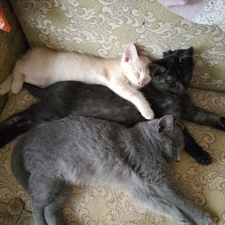 Отдам котят в добрые руки