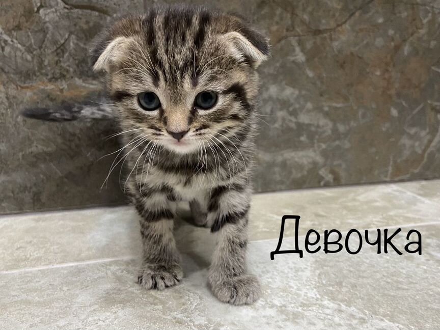 Котята шотландской вислоухой