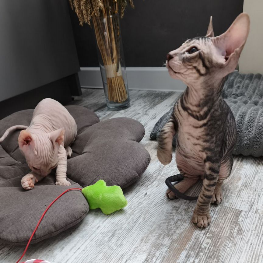 Донской сфинкс котёнок