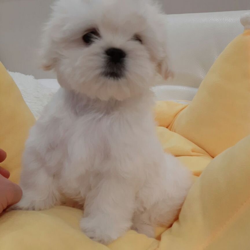 Мальтезе. РКФ. Мальтийская болонка. Корея