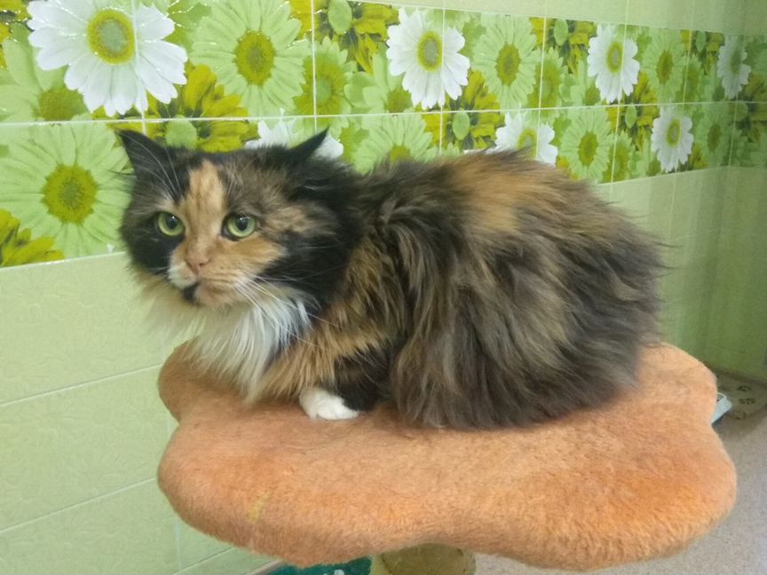 Королева Марго