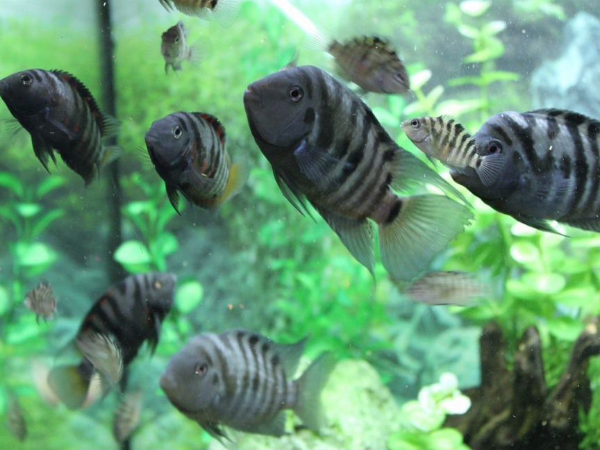 Цихлиды чернополосые