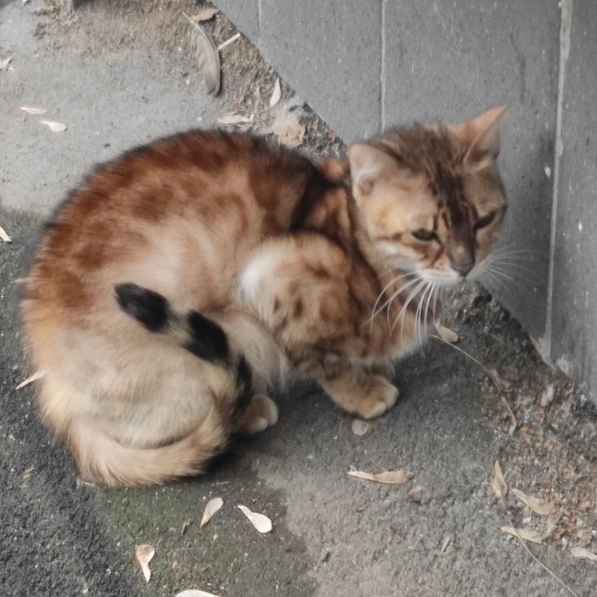 Нужна передержка кошка за корм