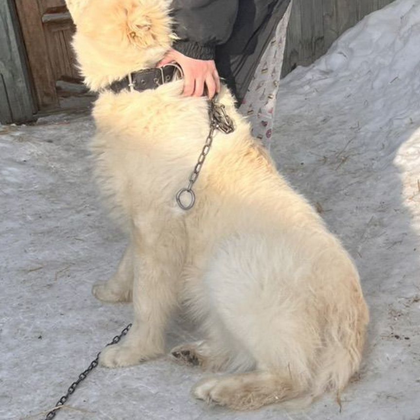 Отдам бесплатно алабай