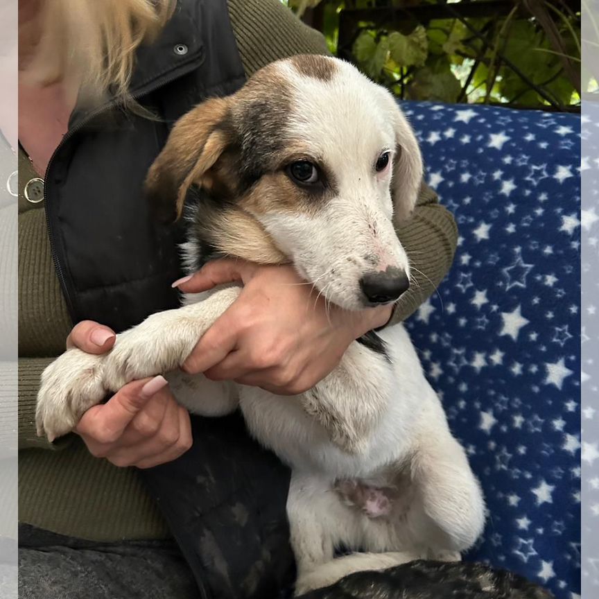 Щенок в добрые руки