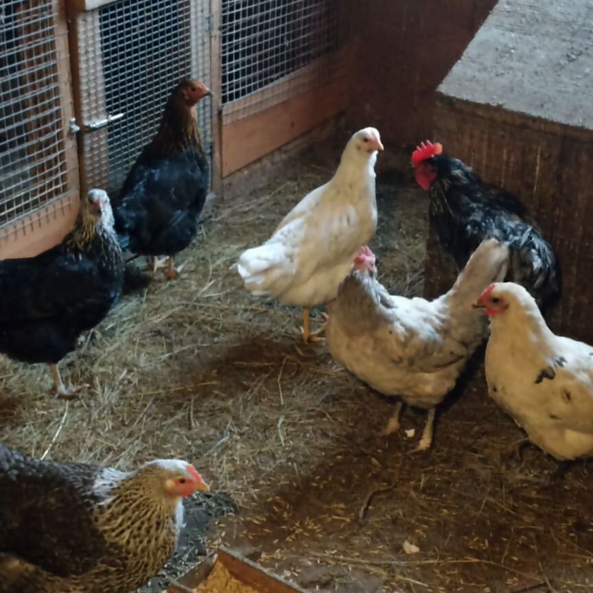Куры молодки домашние