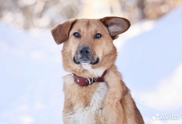 Собака в добрые руки отдам бесплатно