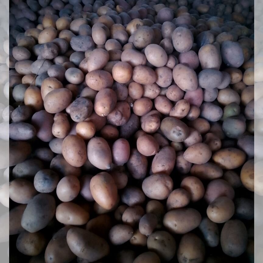 Корма для сельхоз животных