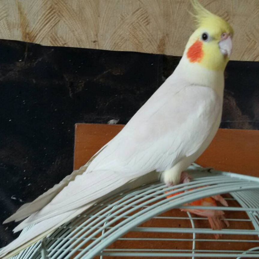 Попугай корелла мальчик