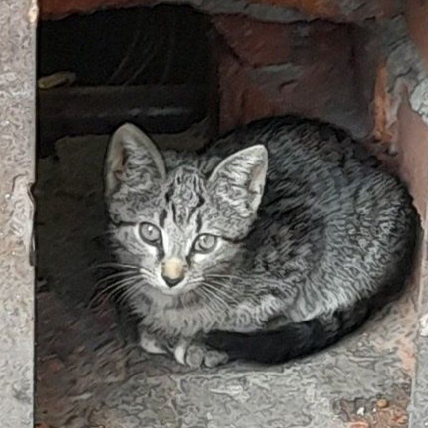 Крохи котята без надежды