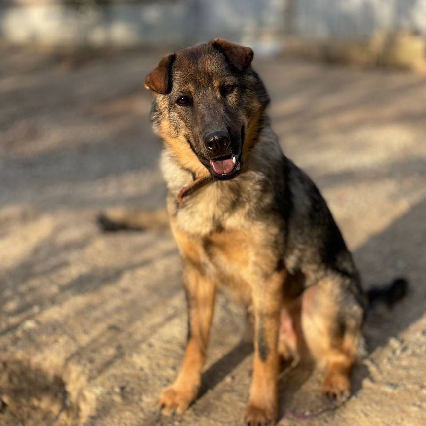 Собака в добрые руки