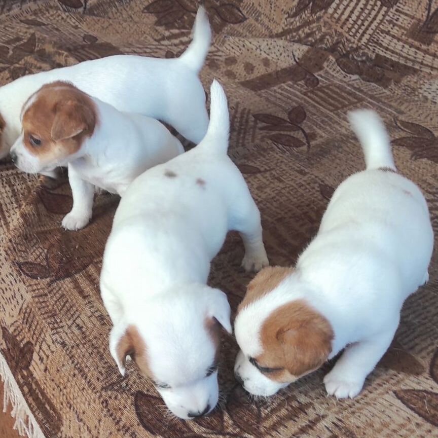 Джек-рассел-терьер, щенок