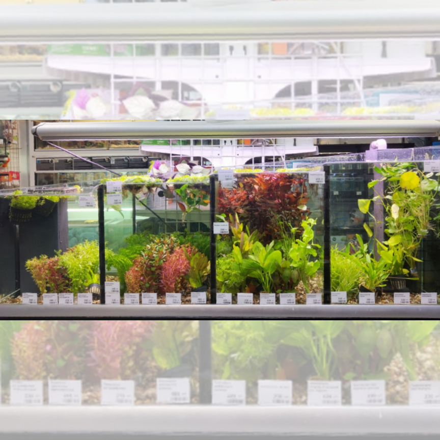 Аквариумные растения