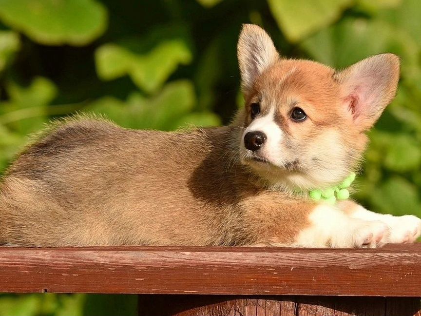 Вельш корги щенки