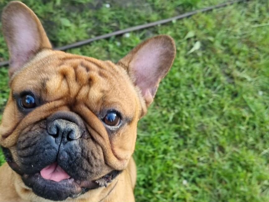 Предлагаю для вязки Французского бульдога