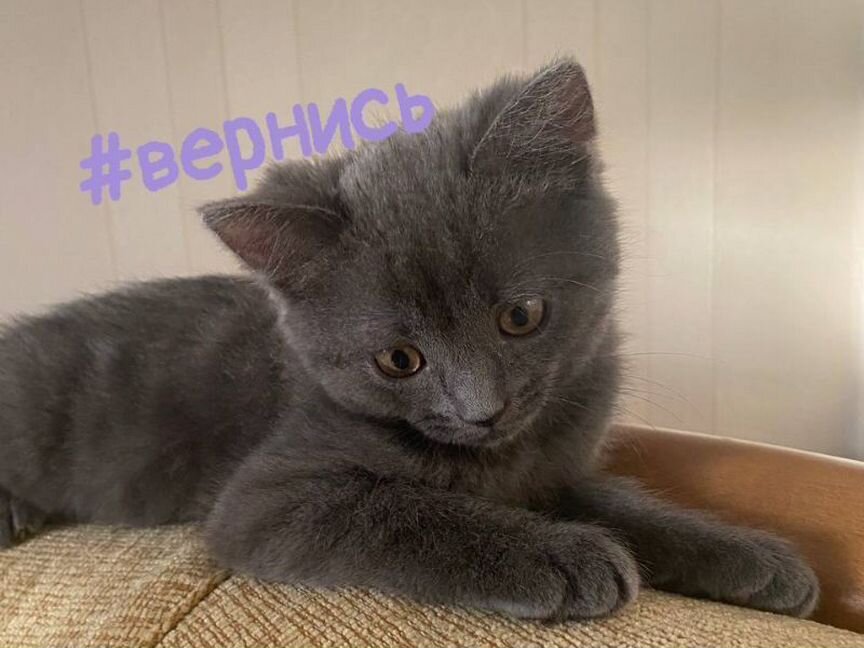 Потерялся котенок