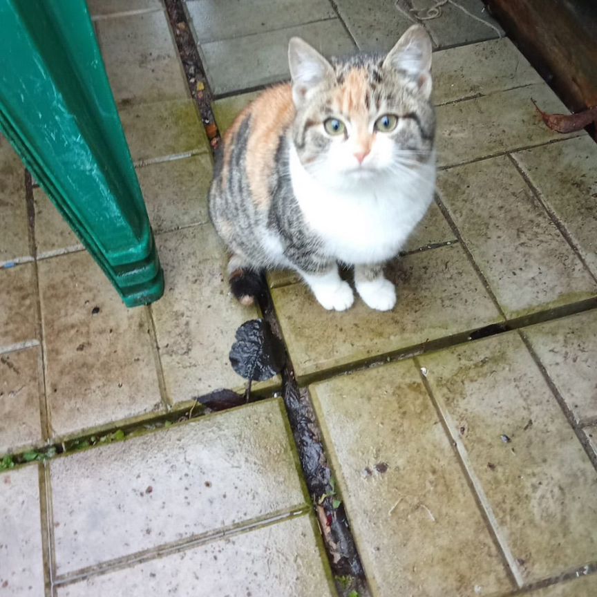 Отдам котика и кошечку в добрые руки