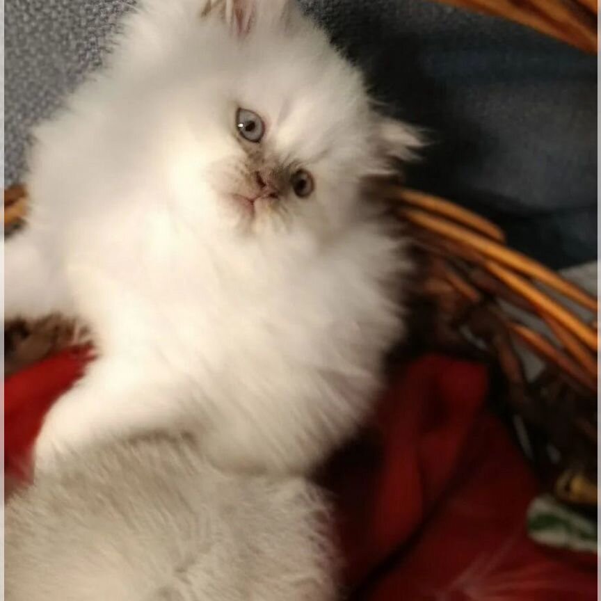 Шотландский вислоухий длинношёрстный котёнок