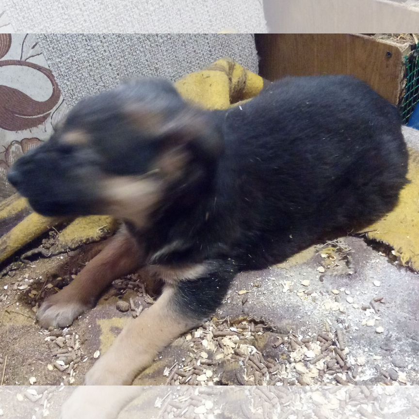 Немецкая овчарка, щенок